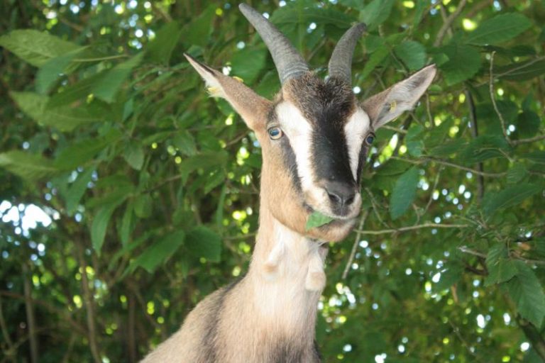 Amazing Goat Eyes and Remarkable Senses! - Goat Journal